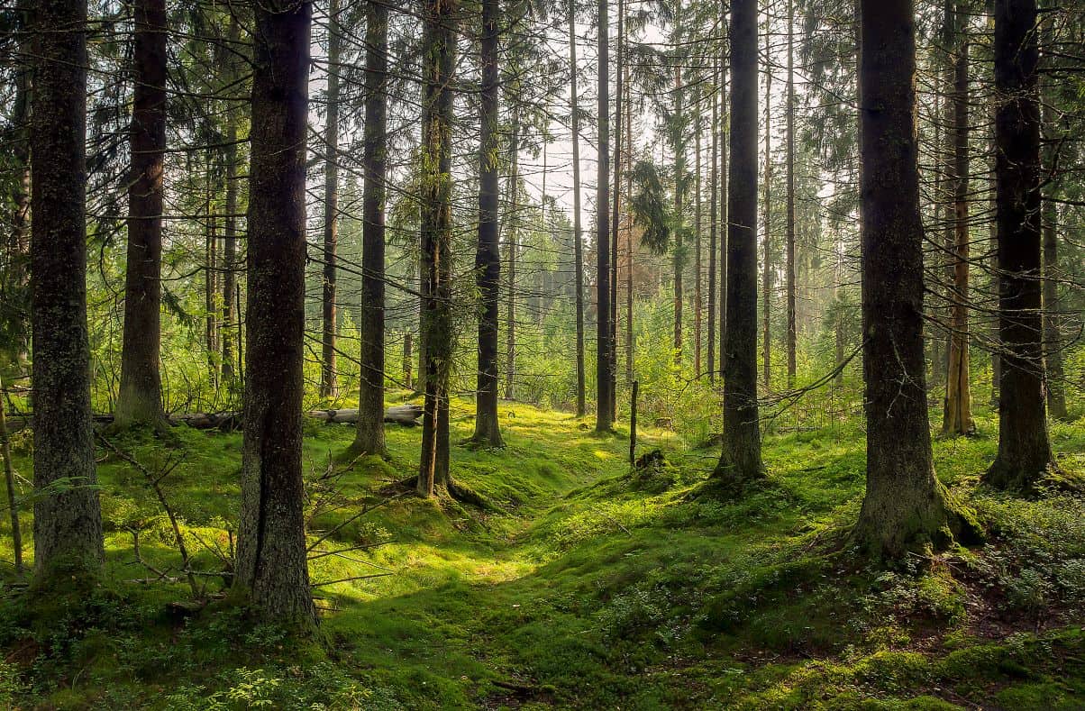 Plans to plant thousands of trees in Cumbria - cumbriacrack.com