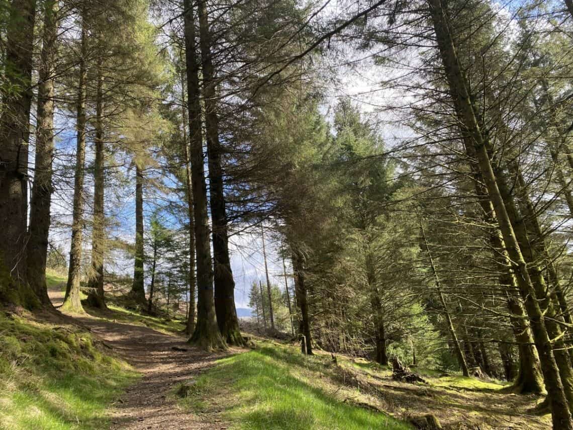 Popular Lake District forest reopens mountain biking and walking trails ...