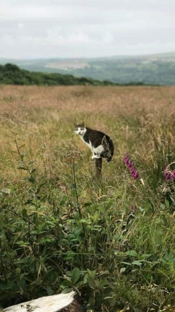 Whitehaven’s town cat finds his fur-ever home – cumbriacrack.com