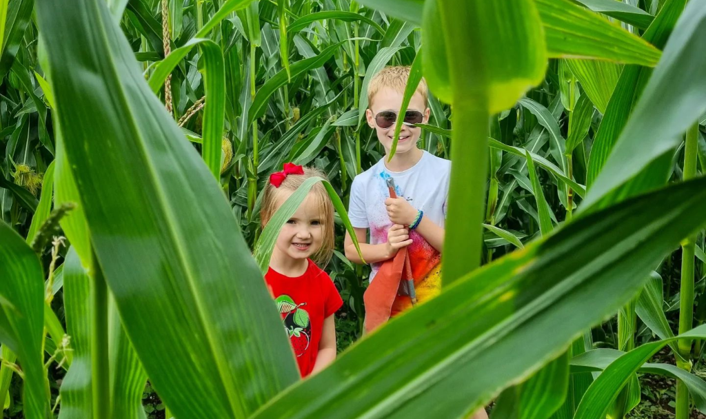 Farm park near Kendal launches Olympic Games and Americas Cup themed ...