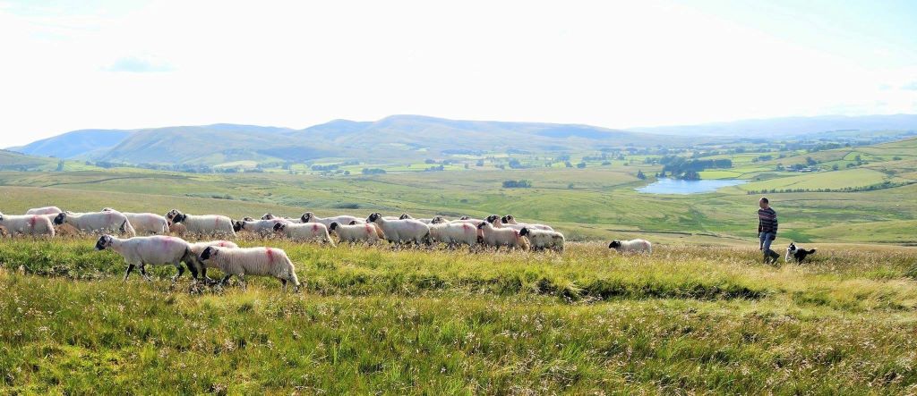 Lake District charity calls for protection of Cumbrian farmers ...