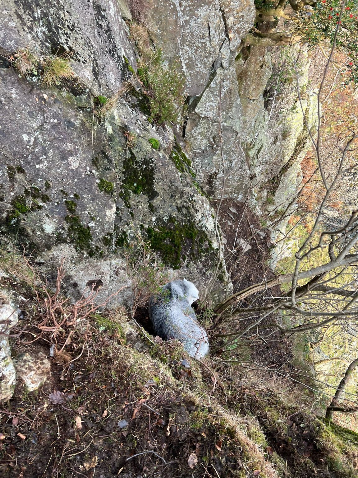 Feisty sheep rescued after getting stuck on ledge in Lake District ...