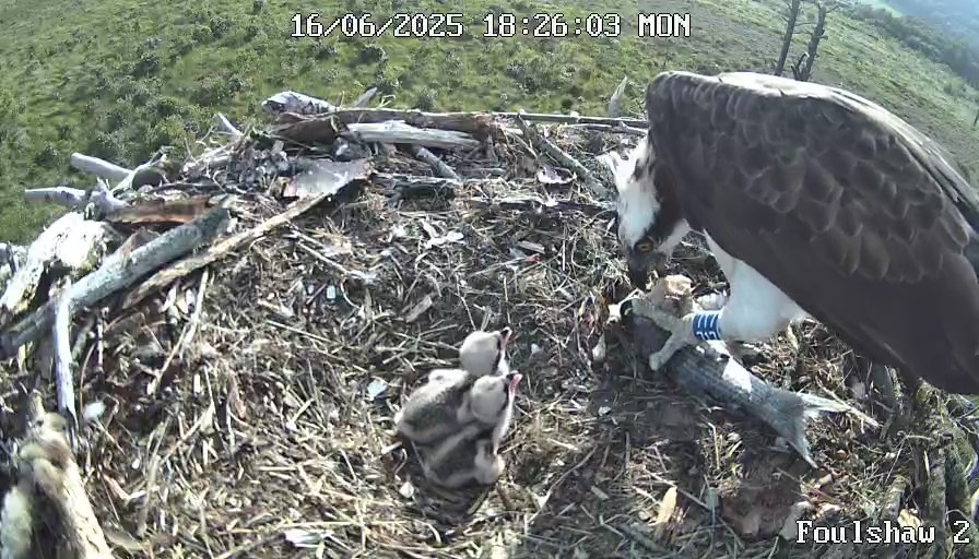 Second brood of ospreys hatch at South Lakes nature reserve ...